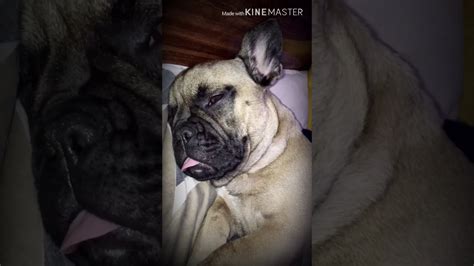 Как Бульдог Фреди спит Французский Youtube