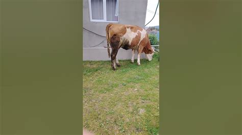 Raul Popa🥰 Youtube