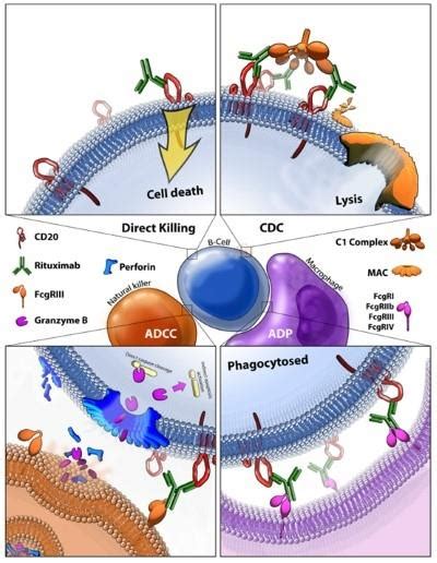 Rituximab—the Worlds First Oncology Monoclonal Antibody Therapy