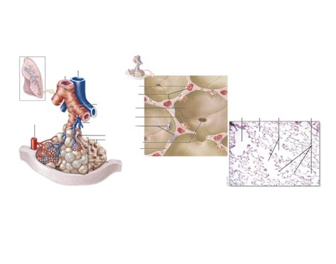 Microscopic Lung Anatomy Quiz
