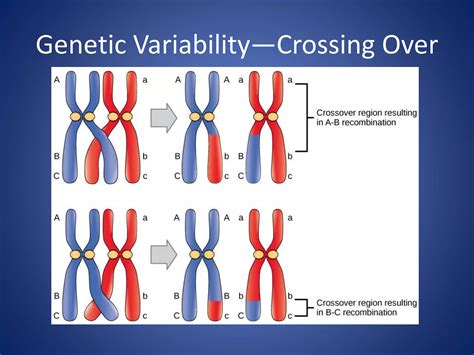 Dna Replication Mitosis Meiosis And The Cell Cycle Pptx