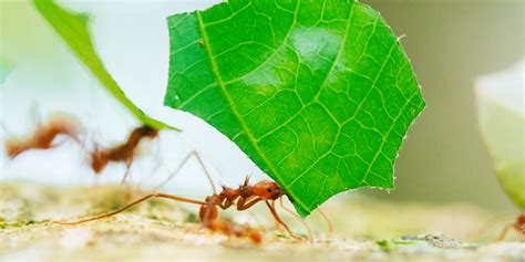 Ant Pheromones Could Reduce Pesticide Use Better Manage Pests Lab
