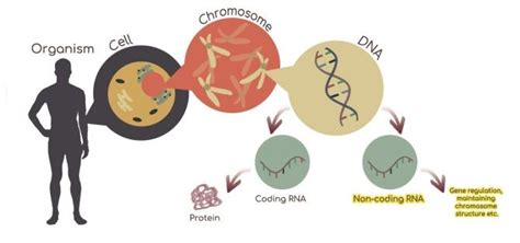 Coding And Non Coding RNA IMAGE EurekAlert Science News Releases