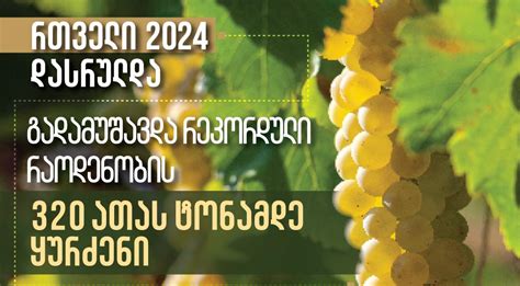 ღვინის ეროვნული სააგენტო 2024 წელს რთველის ფარგლებში გადამუშავდა დამოუკიდებელი საქართველოს