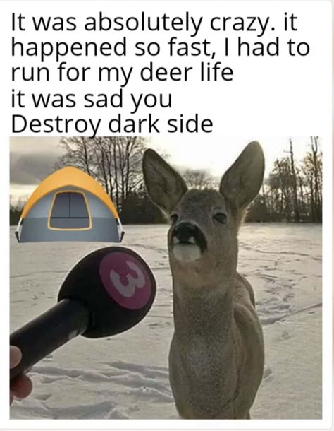 The 28 Funniest Deer Memes Ranked