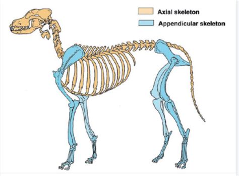 Appendicular Skeleton Flashcards Quizlet