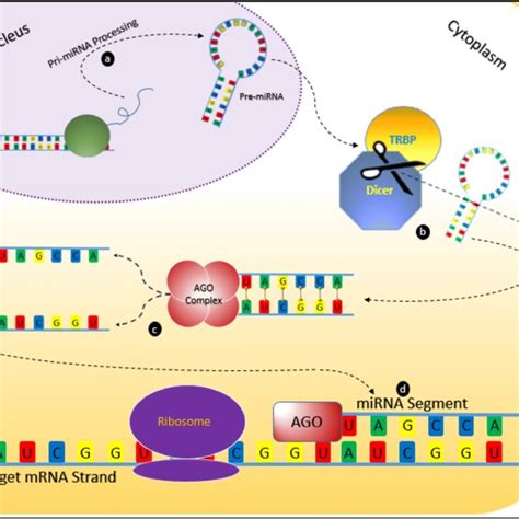 Top Mri With Gre Gradient Echo Sequence Bottom Swi Download