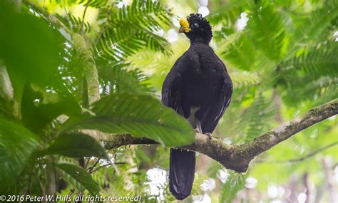 Curassow Great Crax Rubra Male Costa Rica World Bird Photos