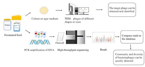 Phage Detection Flow Chart It Shows That Culture Based And Download Scientific Diagram