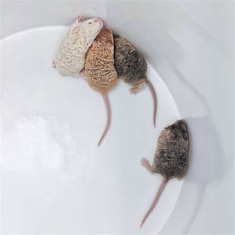 Satin Rats