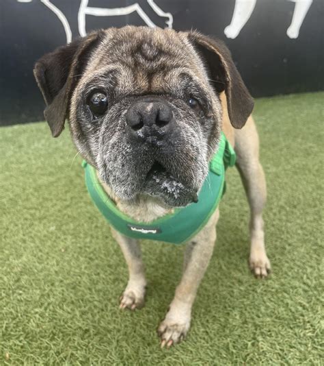 Introducing Our New Pug Nation Rescue Of Los Angeles Facebook