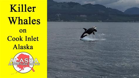 Killer Whales Orcas Jumping On Cook Inlet Alaska Youtube