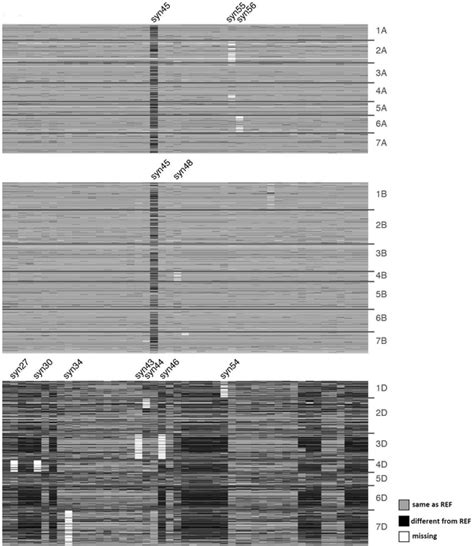 Dartseq Genotyping Of Primary Synthetic Ps Wheat Lines Graphical
