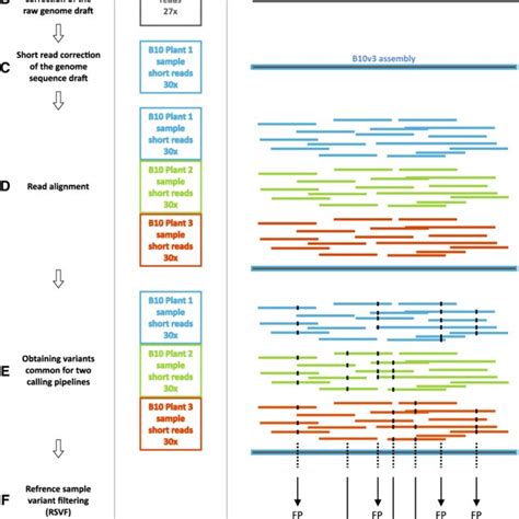 Genome Draft Assembly Variant Calling And Analysis Pathway The Box Download Scientific