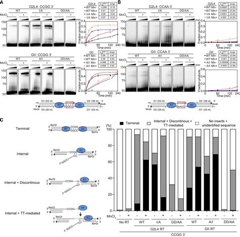 Group Ii Intron Like Reverse Transcriptases Function In Double Strand Break Repair Cell