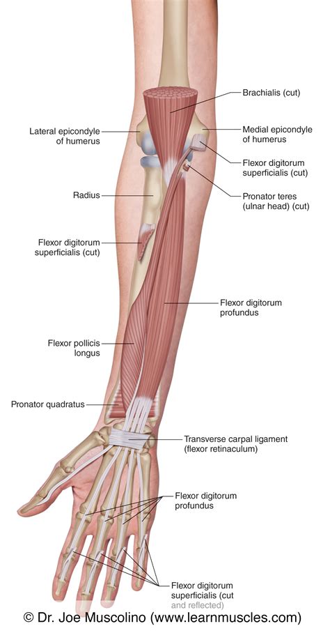 Forearm Anatomy Muscle Abba Humananatomy