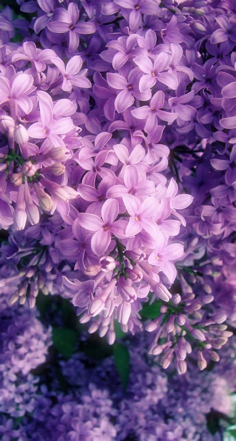 Beautiful Purple Flower Backgrounds