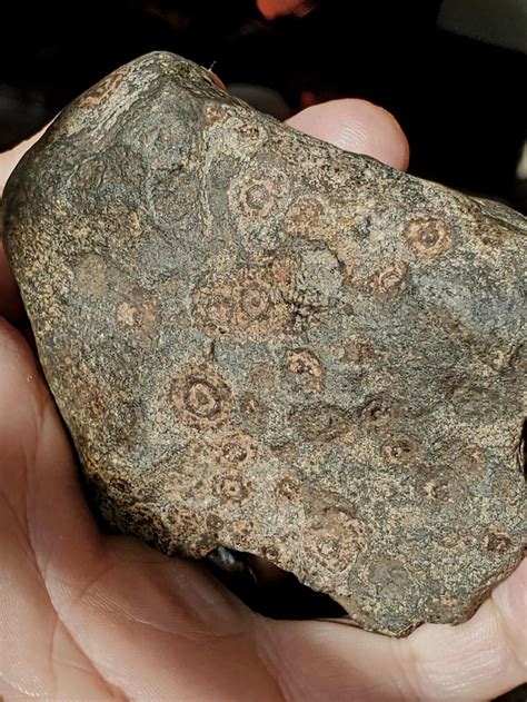 Need Help With Identifying These Fossils Rfossilid