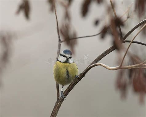 Close Up Shot Of A Fluffy Blue Tit Sitting On A Tree Branch With A Blurry Background Stock Image