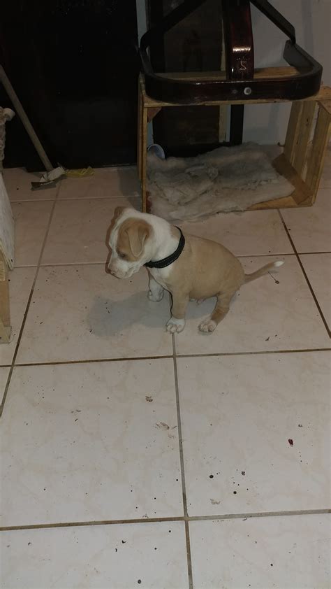 Vajinas Peludas