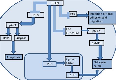 The Normal Cellular Signalling Of Pten Download Scientific Diagram
