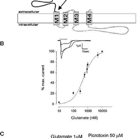 Chimeric Receptor A Schematic Representation Of The Strategy Use To Download Scientific