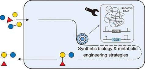 提高微生物产量 2 岩藻糖基乳糖（最丰富的人乳寡糖）的策略 Journal Of Agricultural And Food Chemistry X Mol