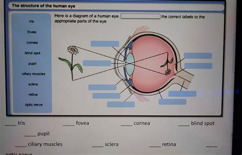 [solved] Here Is A Diagram Of A Human Eye Iris Ap