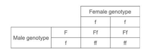 Genetics Inheritance Flashcards Quizlet