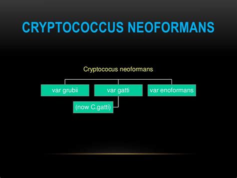 Ppt Cryptococcus Neoformans Powerpoint Presentation Free Download Id182746