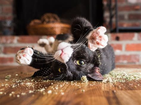 Science Asks If Catnip Really Makes Your Cat High