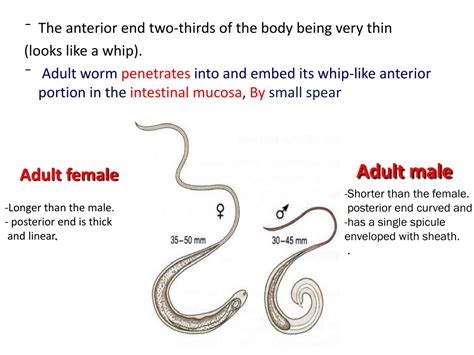 Trichinella Spiralis Morphology