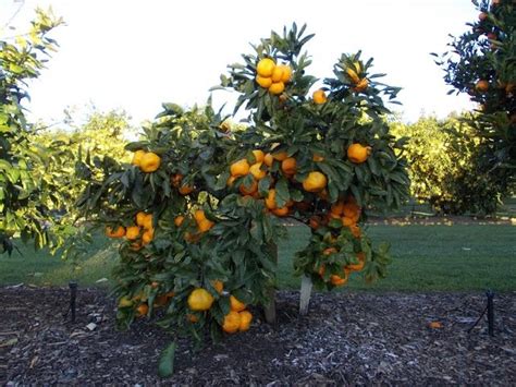 Semi Dwarf Orange Tree