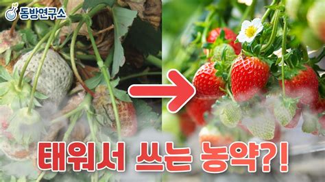 이런곳은 농약 절대 뿌리지마세요 ㅣ 🍓 잿빛곰팡이병 흰가루병 꽃곰팡이병ㅣ흐린날 비가 오는 날 간편하게 Youtube