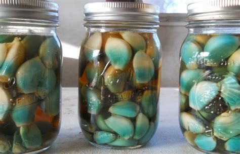 გამწვანებული ნიორი კონსერვში შეიძლება თუ არა მისი ჭამა რჩევები ვივიენისგან