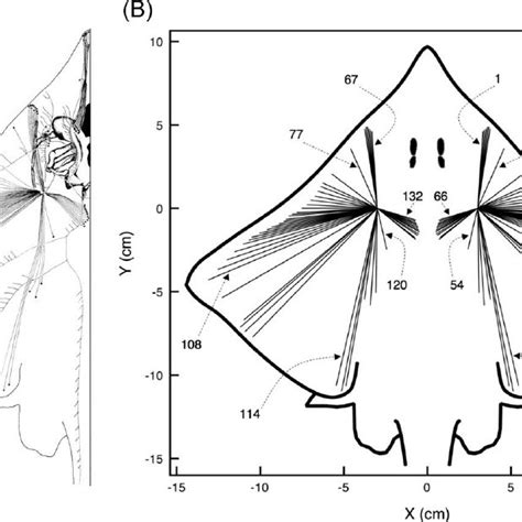 Canal Projections From The Dorsal Hyoid Ampullae Of Raja Laevis A