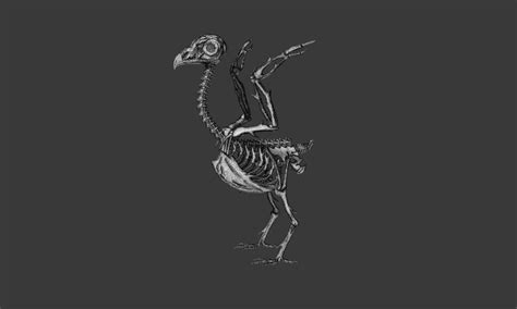 Eagle Skeleton 3d Model Rigged And Low Poly Team 3d Yard