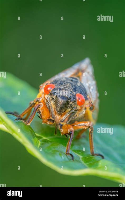 Periodical Cicada Magicicada Septendecim Head On View Emphasizing The