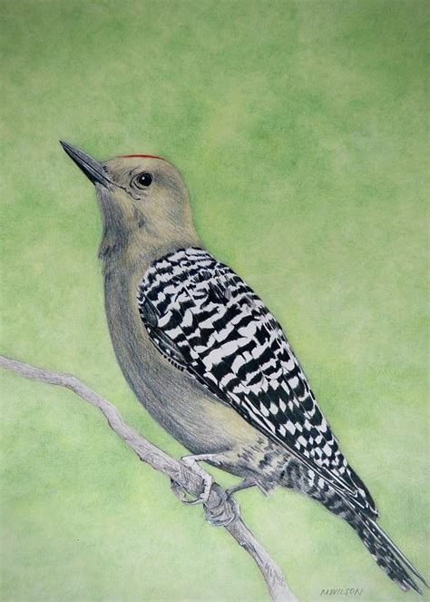Gila Woodpecker Drawing By Miriam Wilson Fine Art America