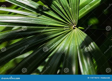 Translucent Tree Leaves On Sunlight Summer Sunny Day Thailand Stock Photo Image Of Beauty