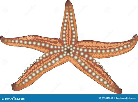 The Starfish Is A Benthic Marine Animal With Five Ray Shaped Legs Stock