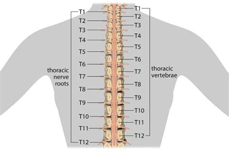 T12 Spinal Cord Injury What Is The Recovery Outlook Flint Rehab