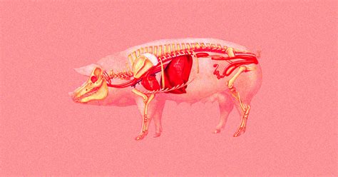 Organ shortage and genetic modification: Tissues from 3D-bioprinting and GM pigs could address ...