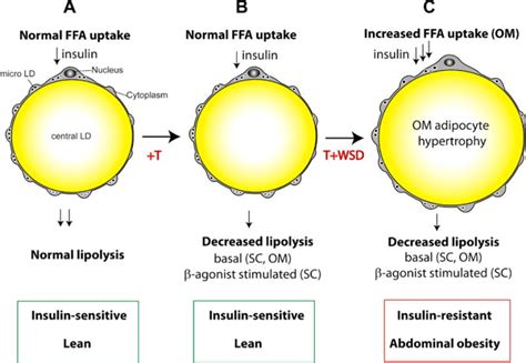 Sex Differences In Androgen Regulation Of Metabolism In Nonhuman