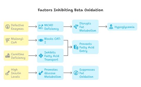 Understanding Beta Oxidation Energy Yield Explained Bio Chem Hub