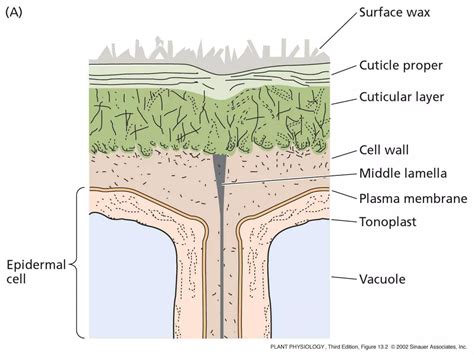 Structural Defenses In Plants Pptx