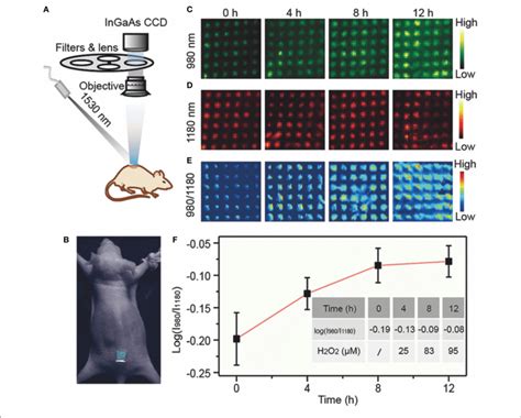 Operational Diagram Of Ratiometer Fluorescence Sensor Liu Et Al Download Scientific
