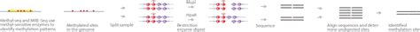 Methyl Seqmre Seq