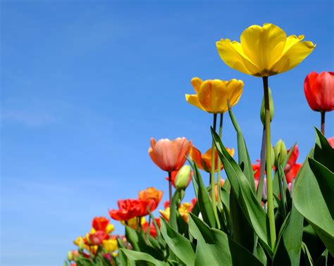 Prepare Now For A Spring Move Wheaton World Wide Moving
