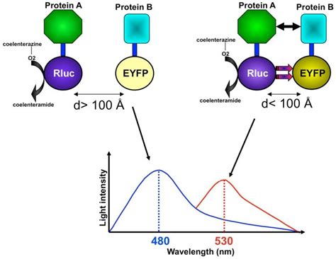 The Bret Assay Has Been Developed To Study Proteinprotein